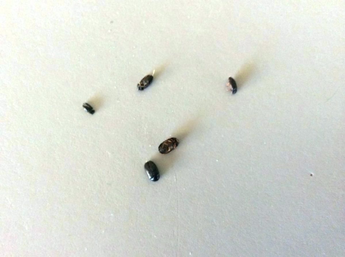 Tiny Beetles In House Uk Trainnipod
